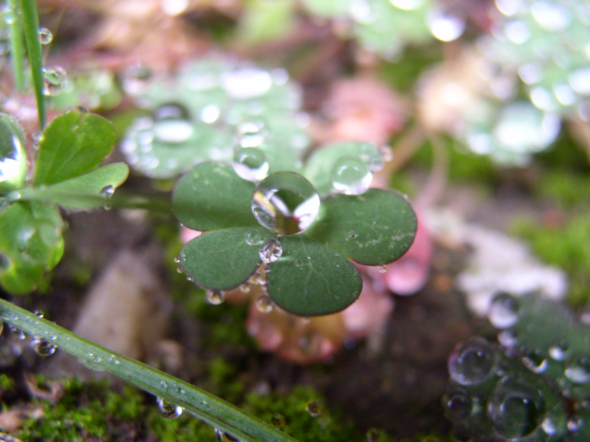 Mother Nature: Spring Energies - Unitarian Universalist Community of Casper